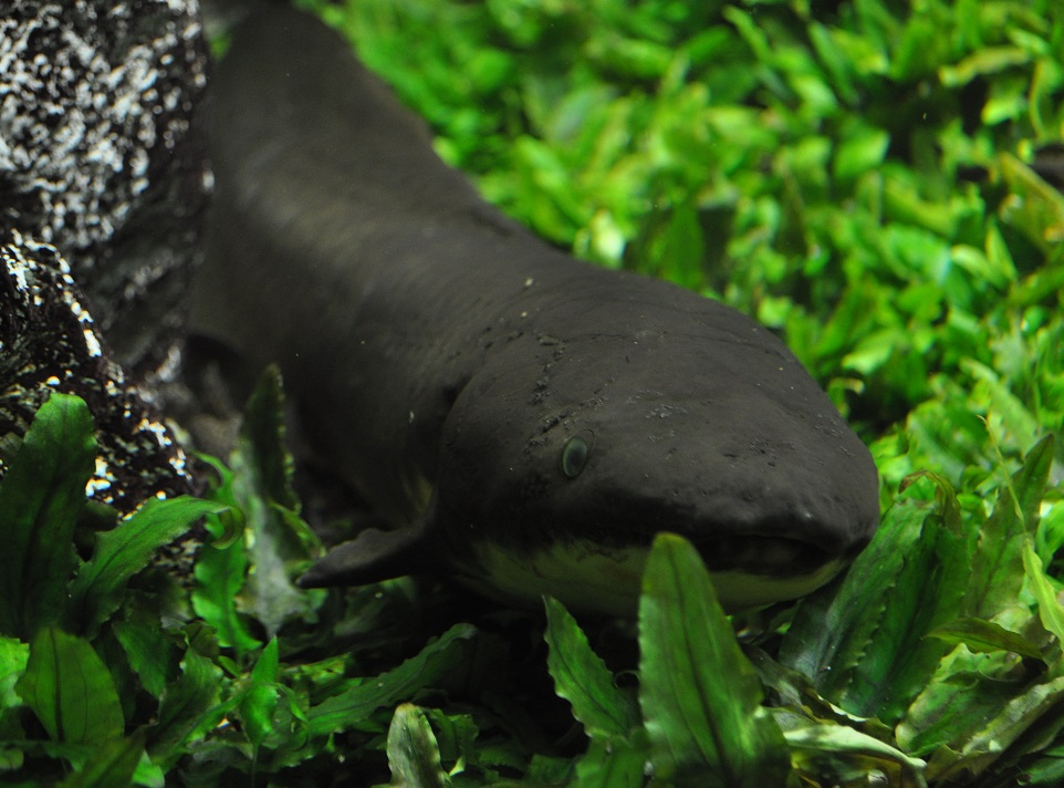 ZOOTOGRAFIANDO (6.100 ANIMALS): PEZ PULMONADO AUSTRALIANO / AUSTRALIAN ...