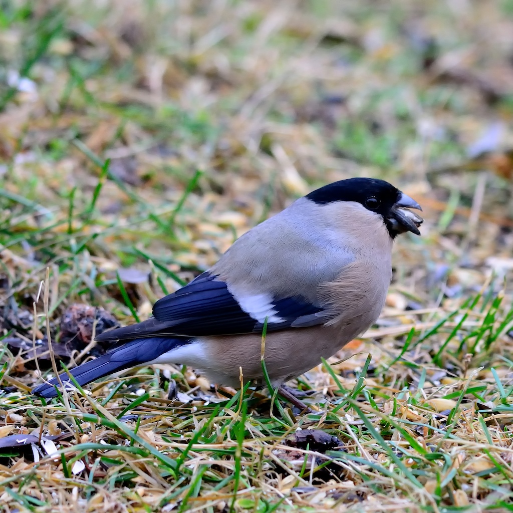 Knuts fugleblogg: Dompap (Pyrrhula pyrrhula)