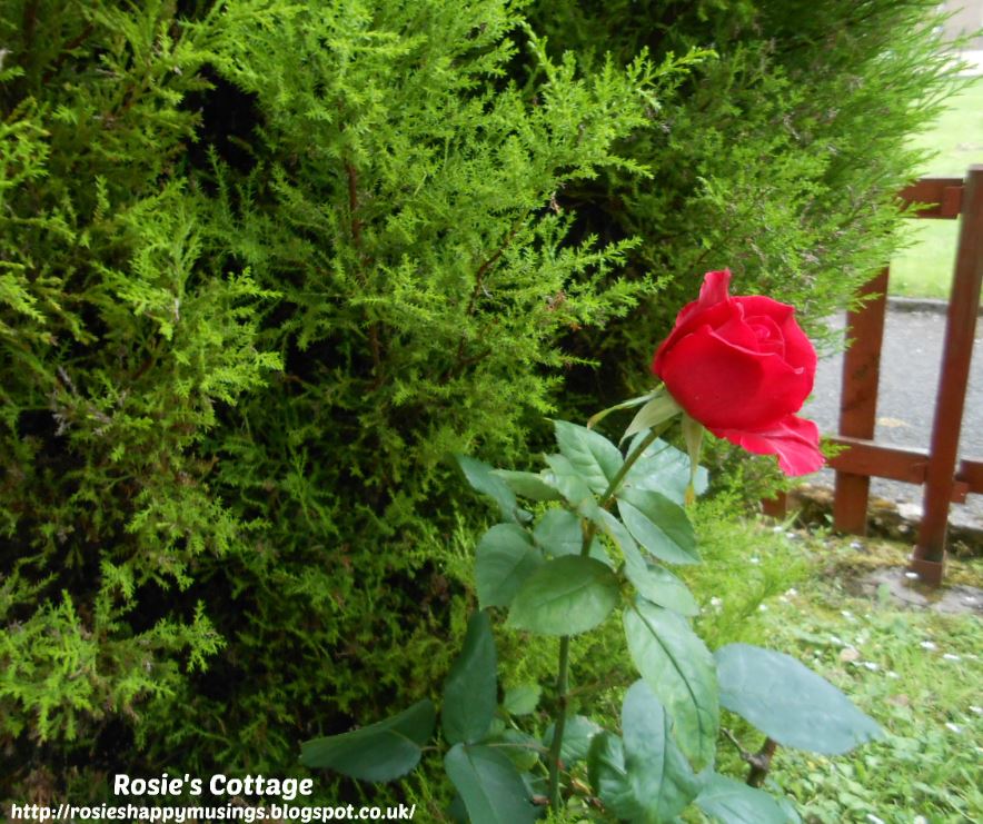 Rosie's Cottage: Picture Perfect Project: August: Roses, Roses, Everywhere!