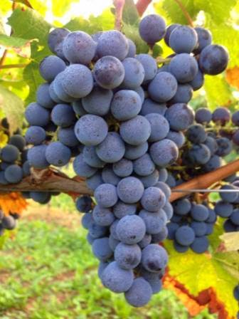 Enoitaca: Appunti di viticoltura: Il grappolo