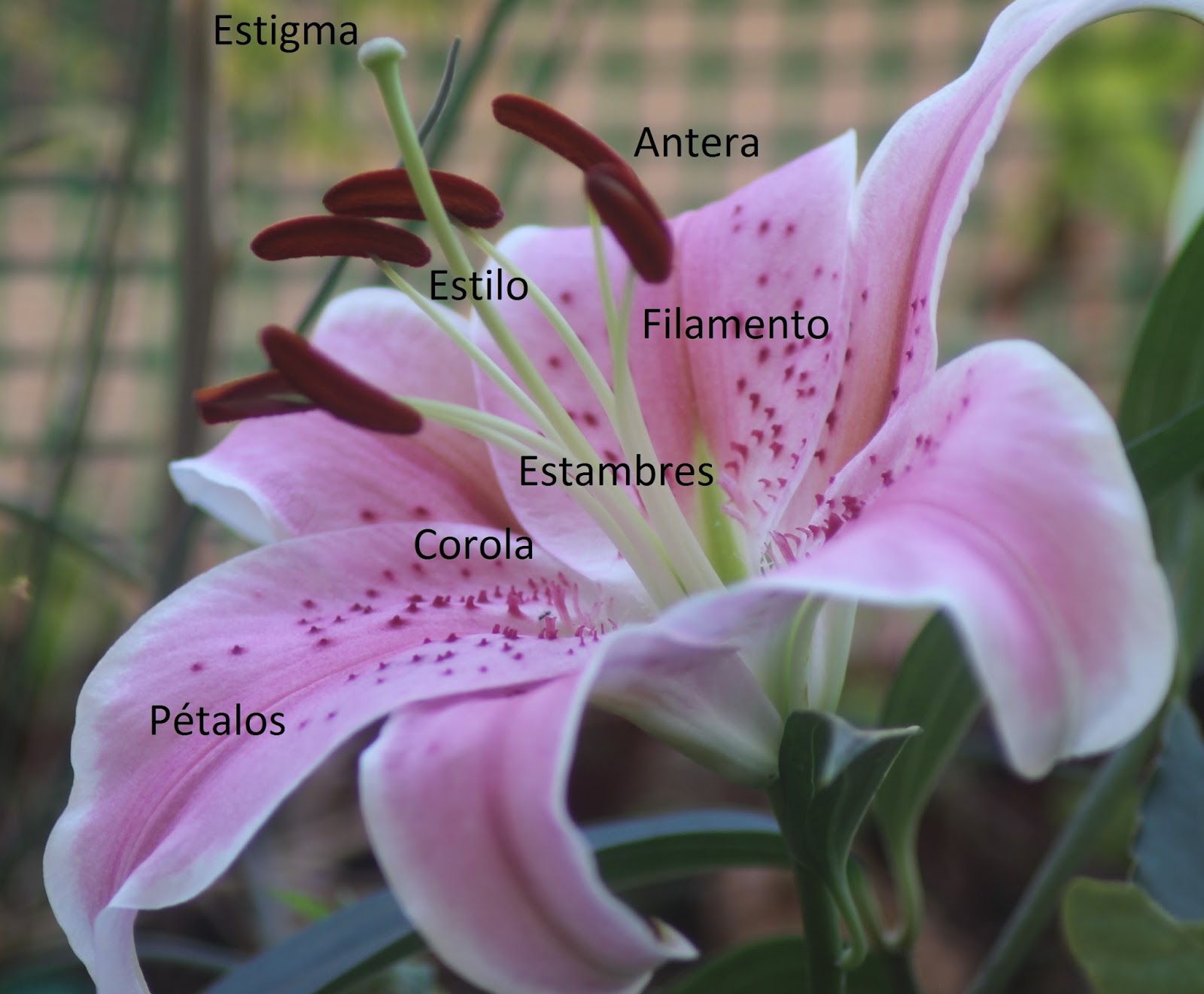 Cáceres al natural: AGRADECIMIENTO A LA VISITANTE TERESA: AZUCENAS ...