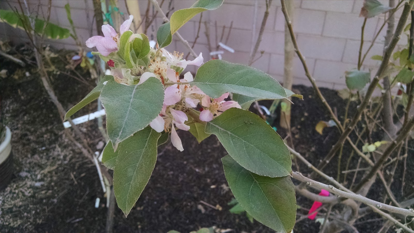 Desert Valley Orchard: Anna Apple
