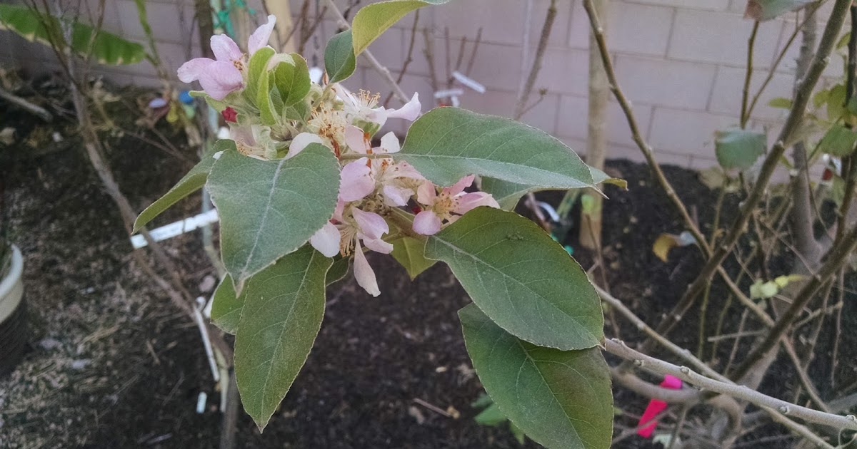 Desert Valley Orchard: Anna Apple