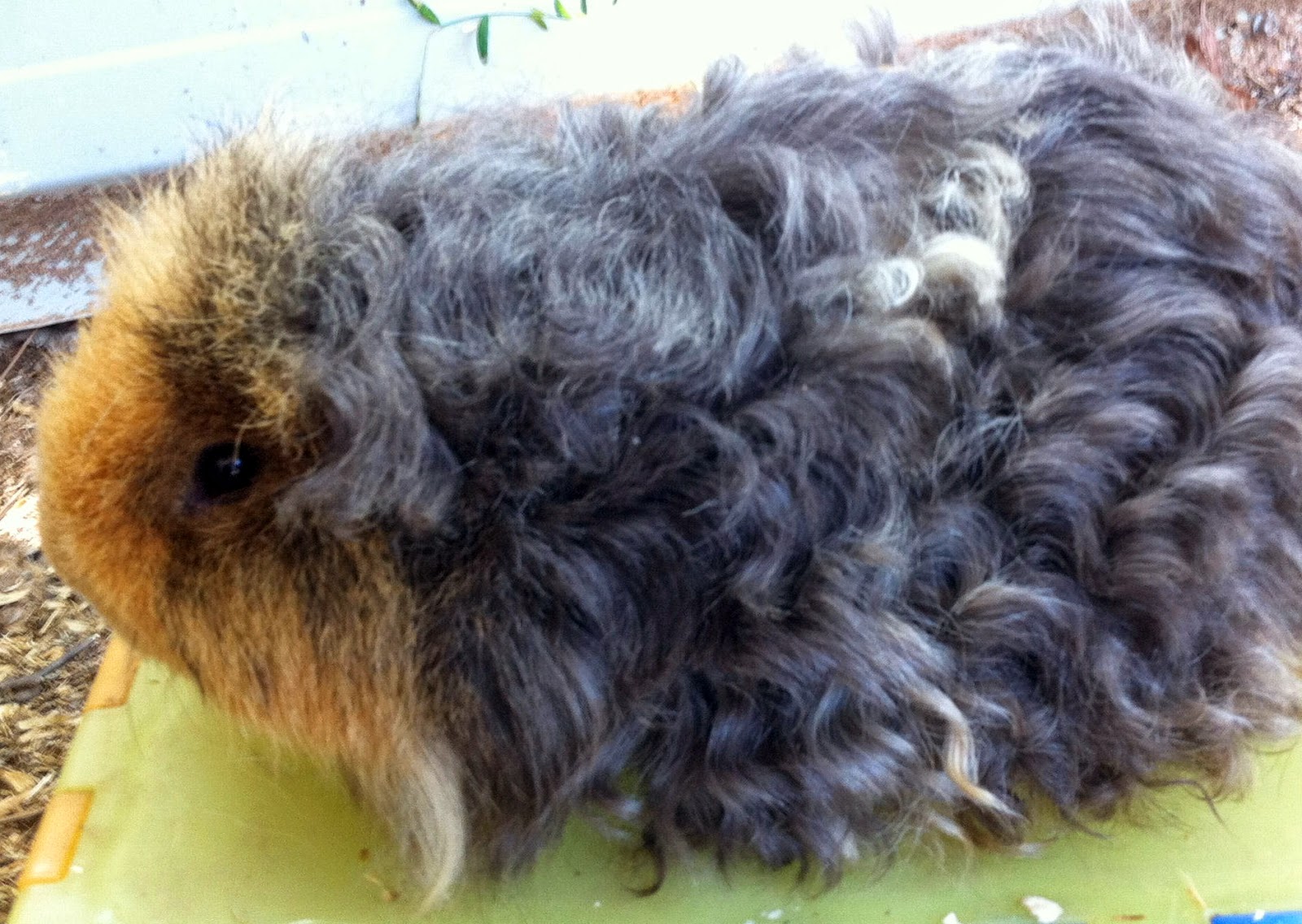 My Cavy Kingdom: All the Colours of the Rainbow