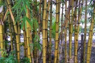 Bambu kuning biasa | Pohon bambu kuning | Tukang Taman