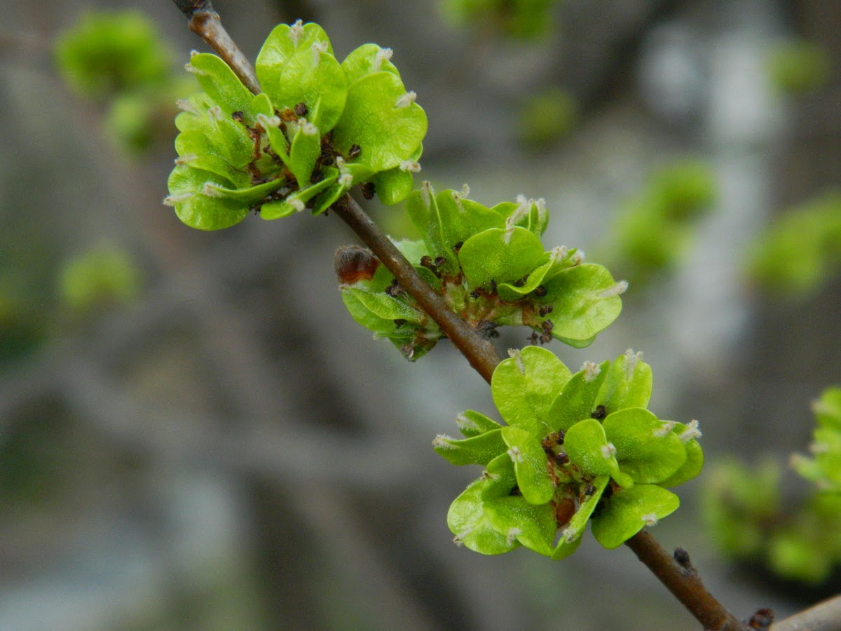 LA MULTI ANI, ROMANIA!: Muguri