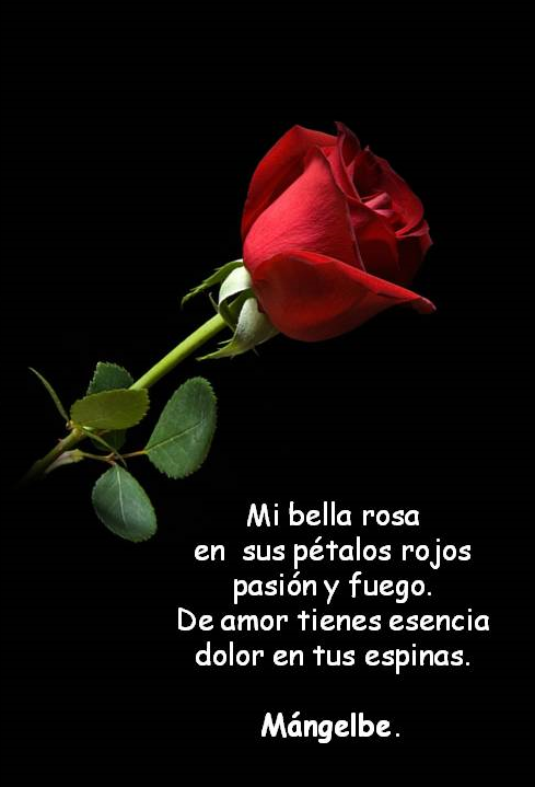 JARDINES DEL ALMA: UNA BELLA ROSA EN MI JARDÍN