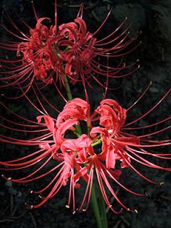 Amazing Japan (เรื่องญี่ปุ่น ฯลฯ): เห็นฮิกันบานะรู้สึกหน้าร้อนหมดแล้ว