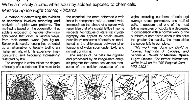 The Bohemian Budgie: Spiders on LSD