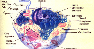 STRUCTURE OF A GENERALIZED CELL