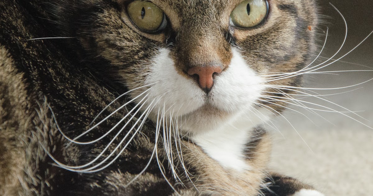 Pacific Northwest Photography: Cats