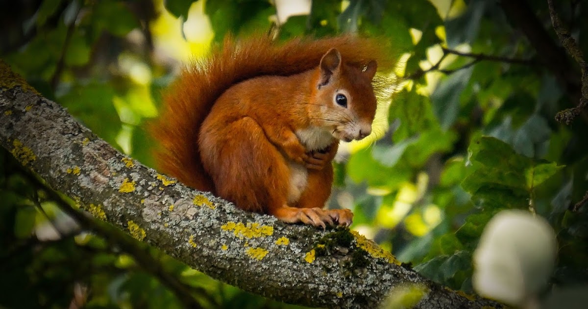 Flying squirrels in secret glow pink, because of visible radiation