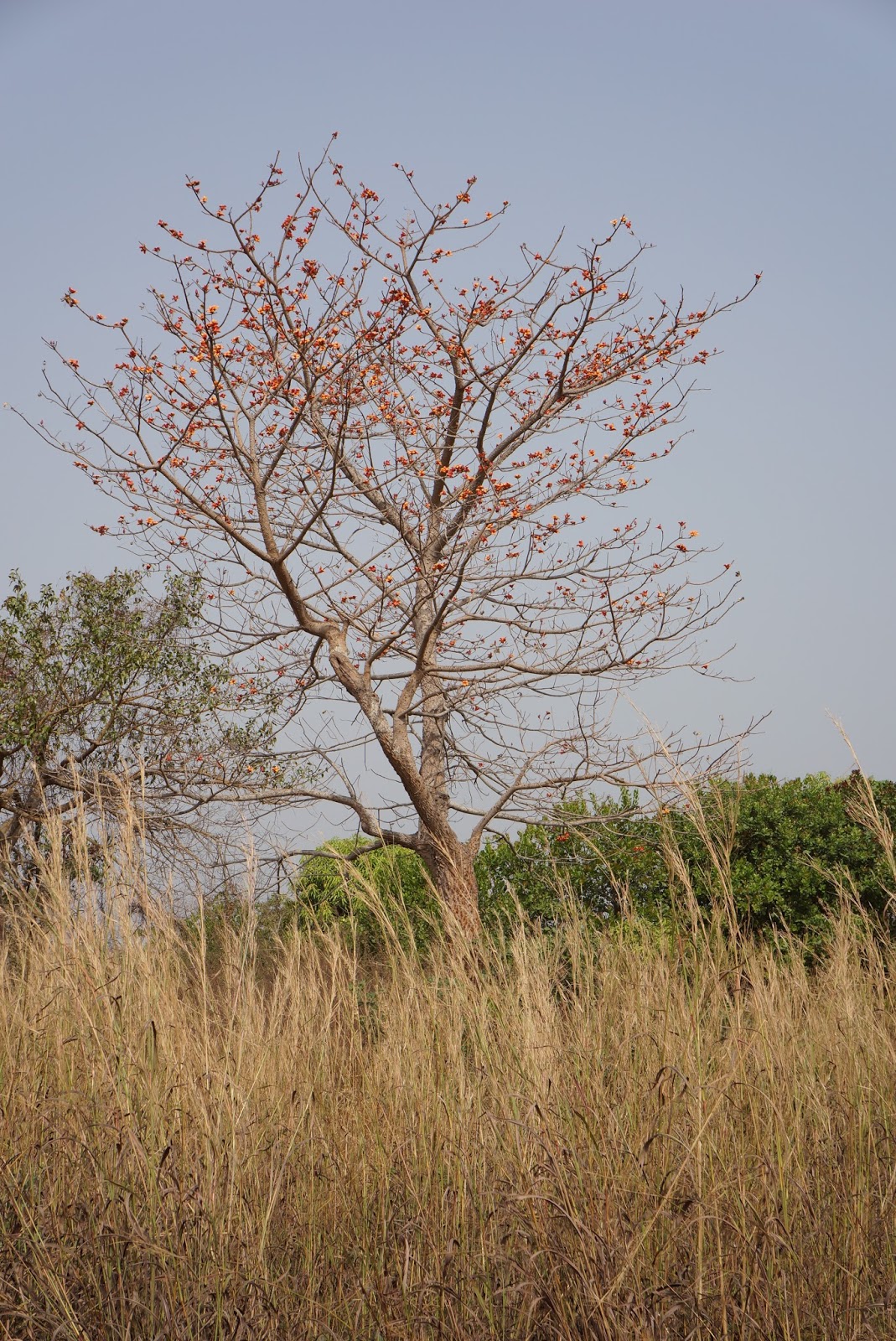 Das plantas e das pessoas: Bombax costatum (Malvaceae, Bombacoideae)
