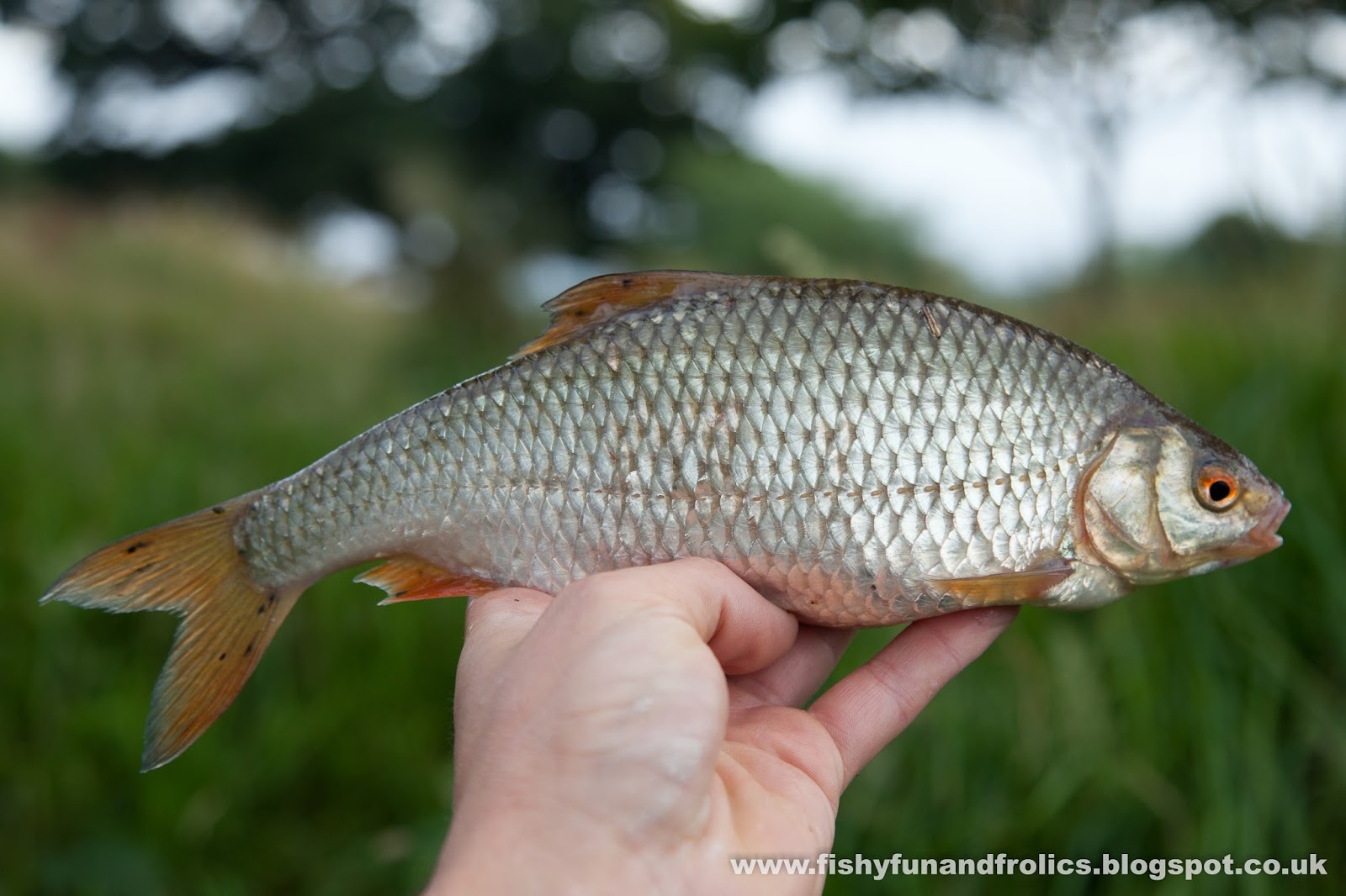 The piscatorial adventures and travels of a self-confessed fishing nut ...