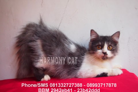 DI JUAL KUCING ANGGORA MIX PERSIA BETINA SIDOARJO - SURABAYA ~ Jual ...