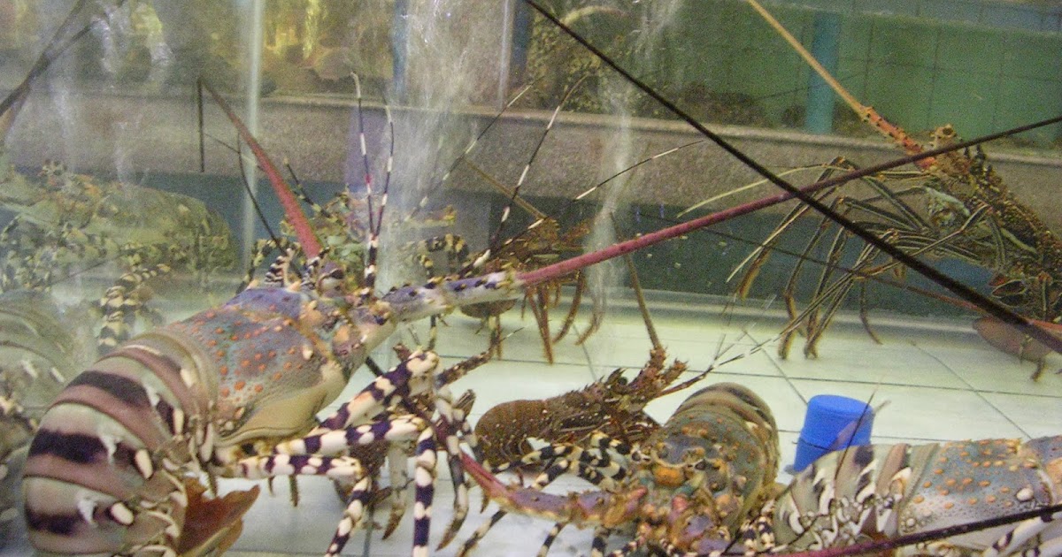 bucaio: Golden Bay Restaurant