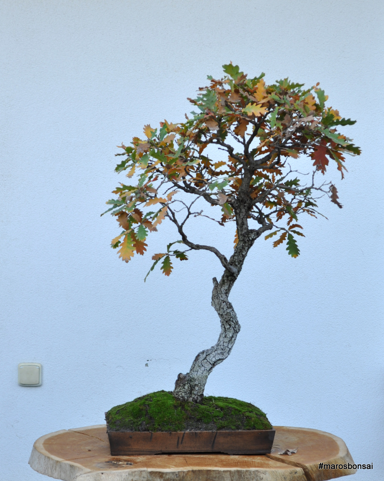 Maros Bonsai Blog: Quercus pubescens No.4