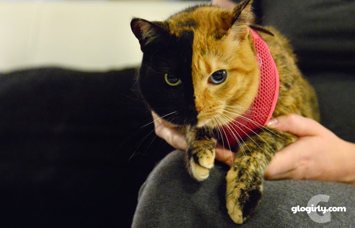 GLOGIRLY: On The Road With Waffles: Star-Struck Cats