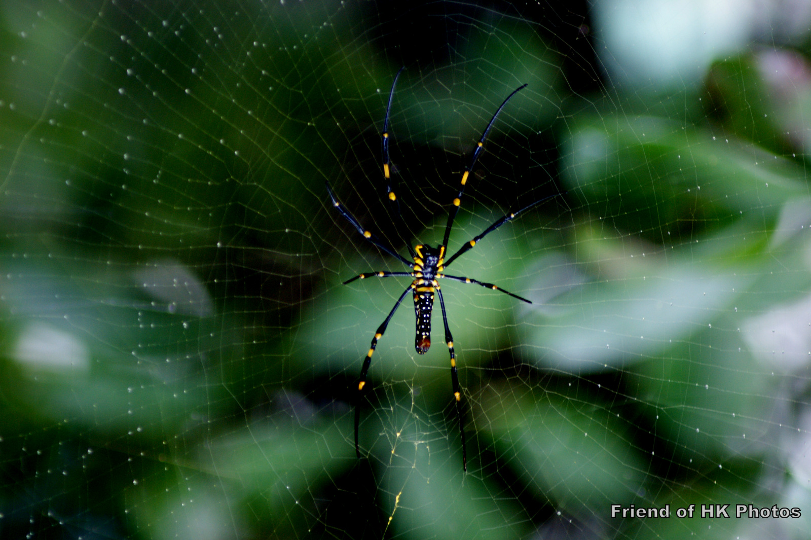 Photographic Wildlife Stories in UK/Hong Kong: Interesting Spiders