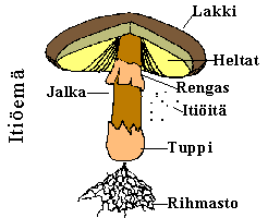 Biologia 1: Kpl 3, Eliömaailman lukittelu