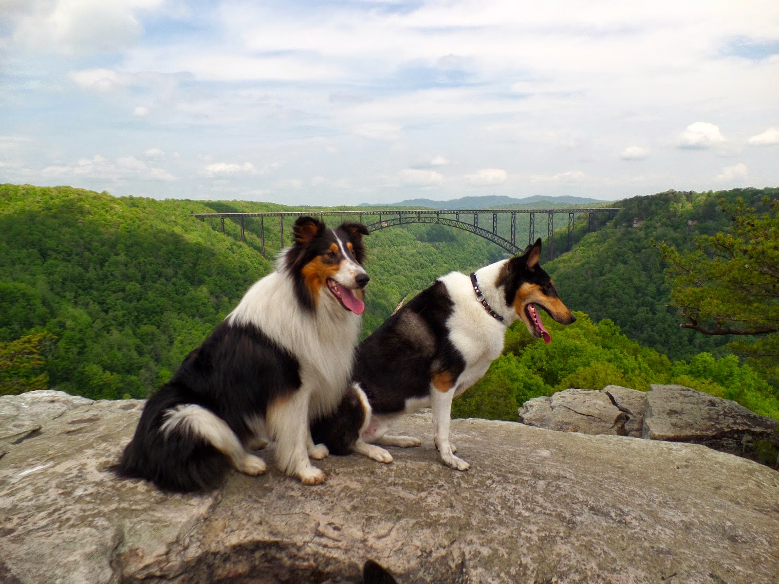 Tails of Teach: Hiking with Friends - Two Collies and a German Shepherd