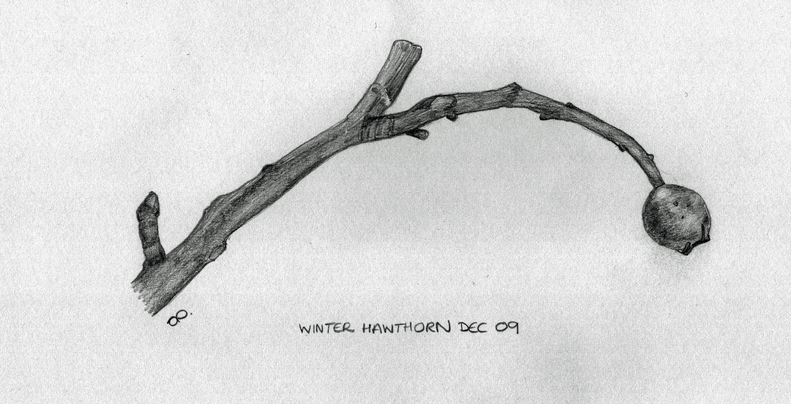 Moon Gazing Hare: How Becoming an Apprentice Herbalist Changed the Way ...