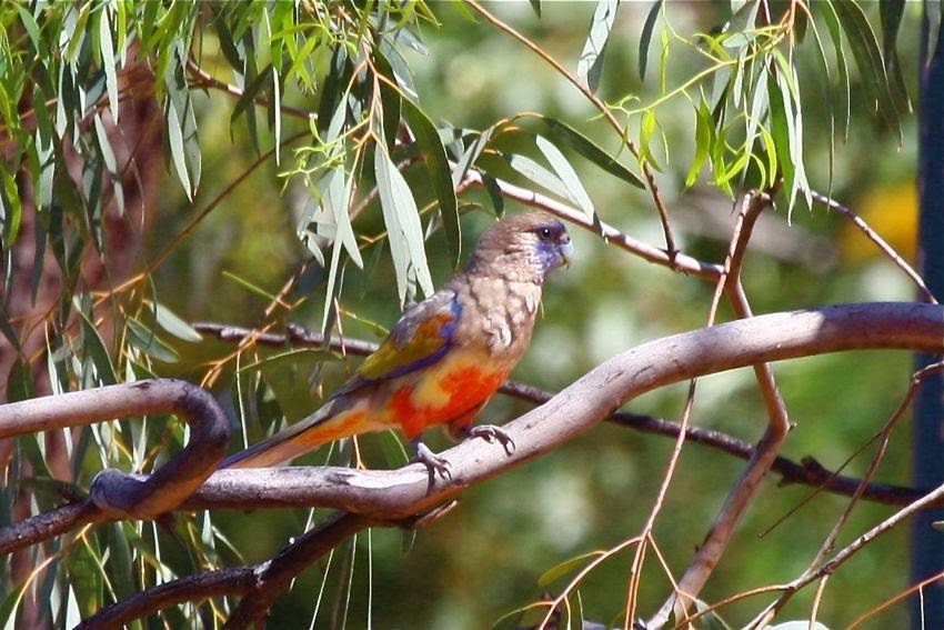 Tierra de papagayos, loros, cacatuas, pericos, cotorras y guacamayos ...