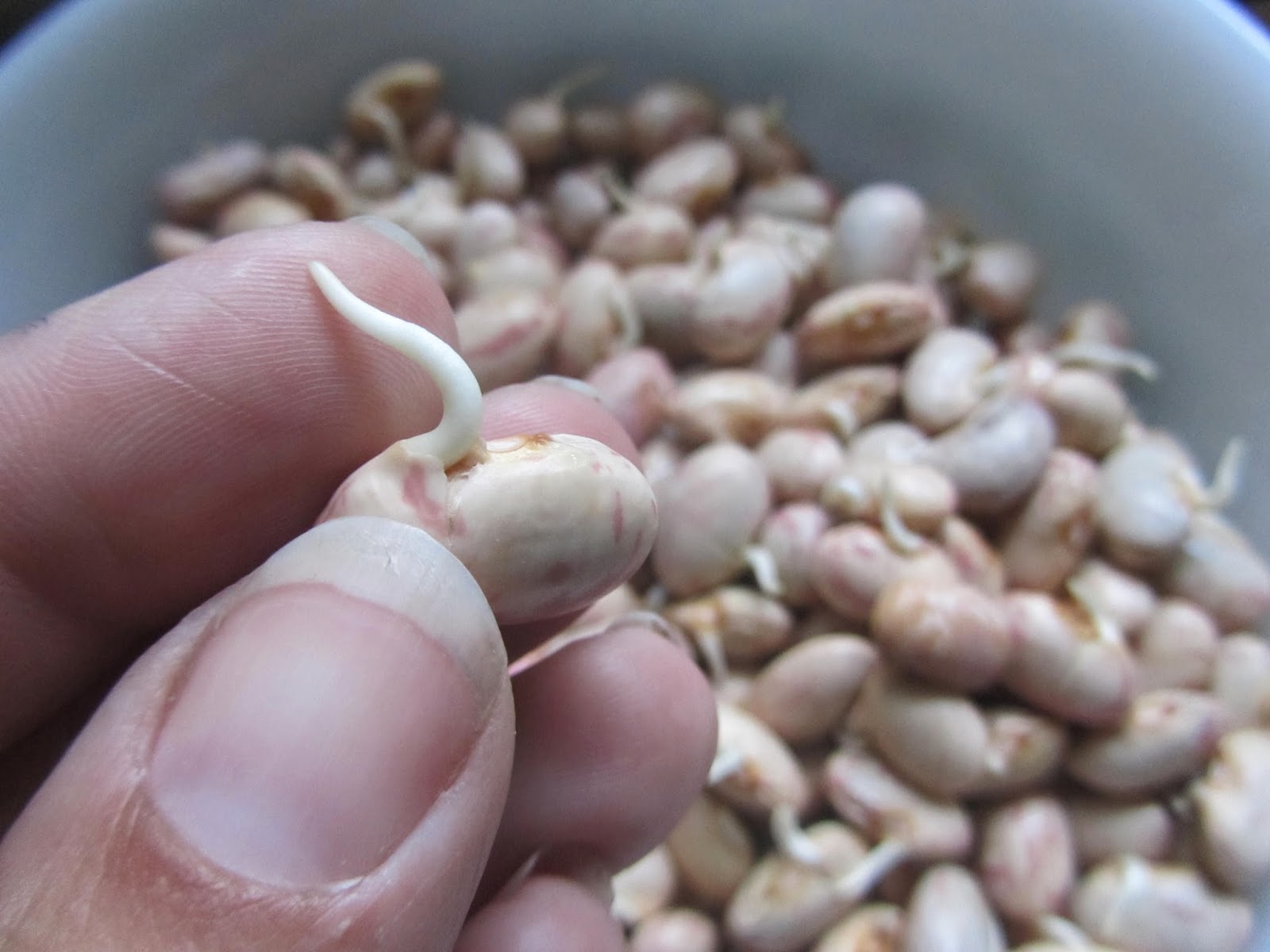 Jen & the Bean stalk: Soaking Beans