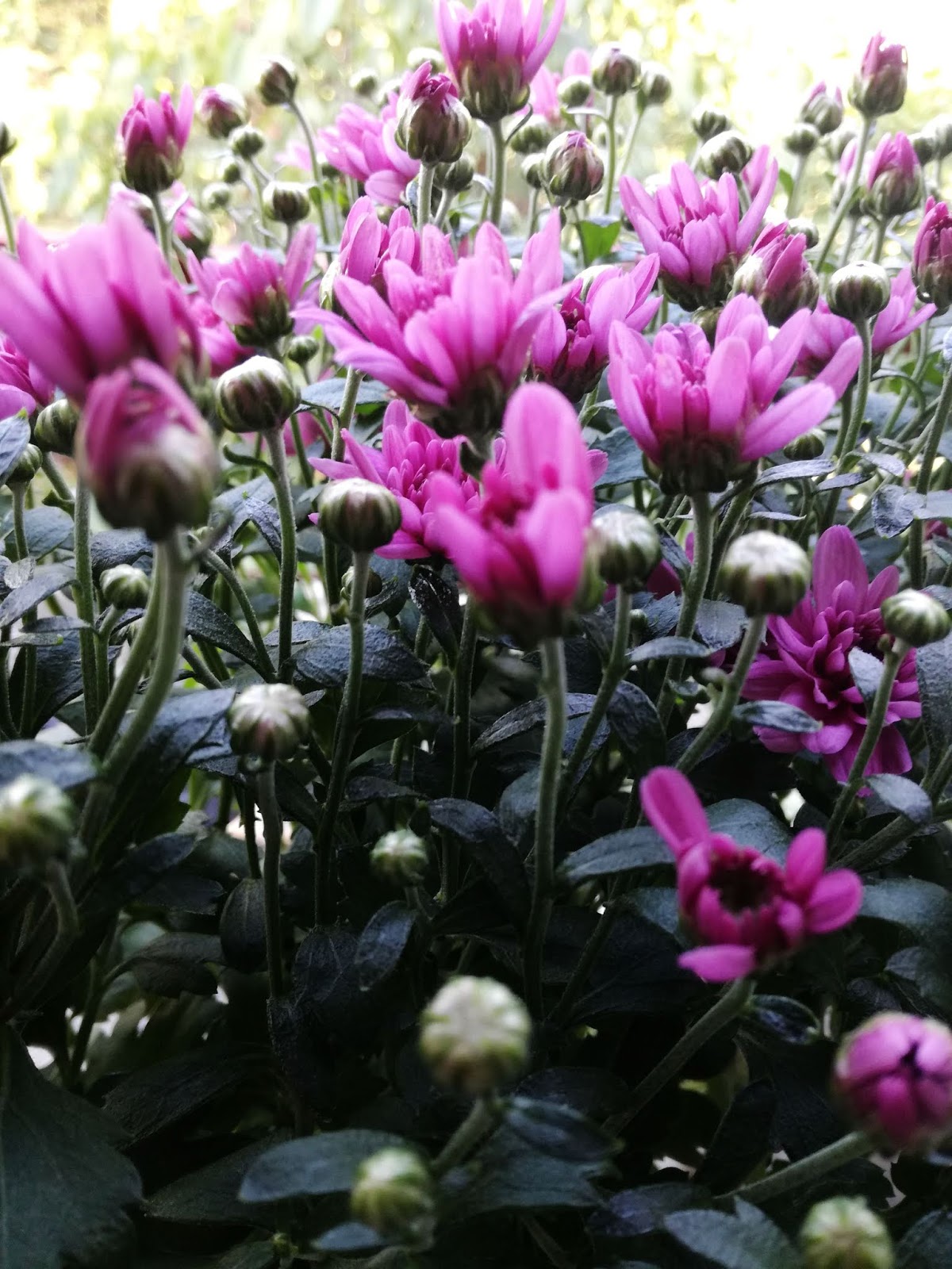 cele patru anotimpuri: Grădina de flori (1)