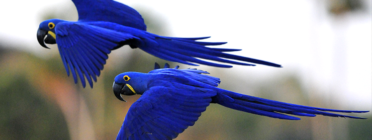 Parques Nacionales del Paraguay: Día Internacional de la Biodiversidad