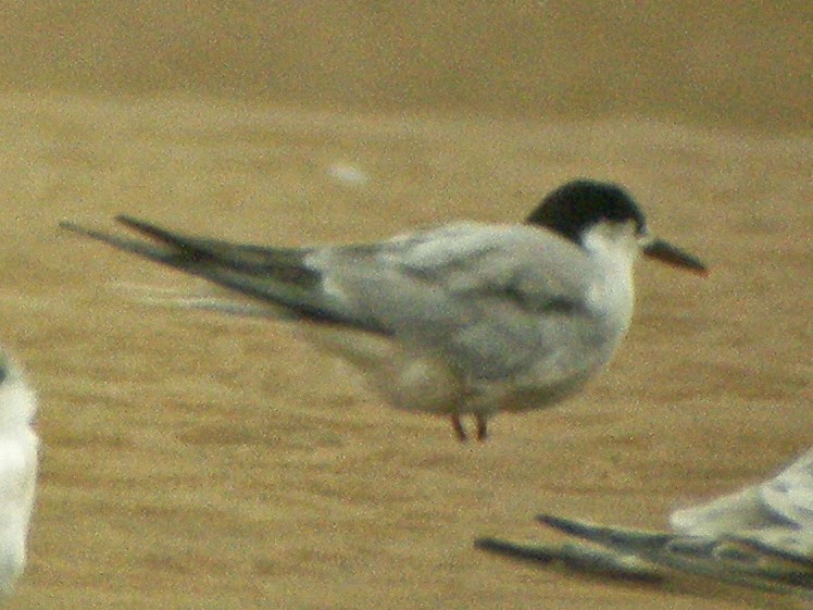 gobirding.eu: Common Tern - from east or west?
