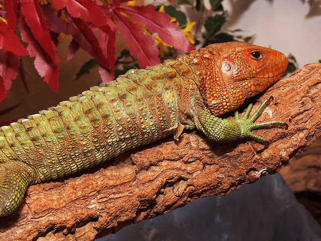 Caiman Lizard | Info-Facts and New Photos 2012 | The Wildlife