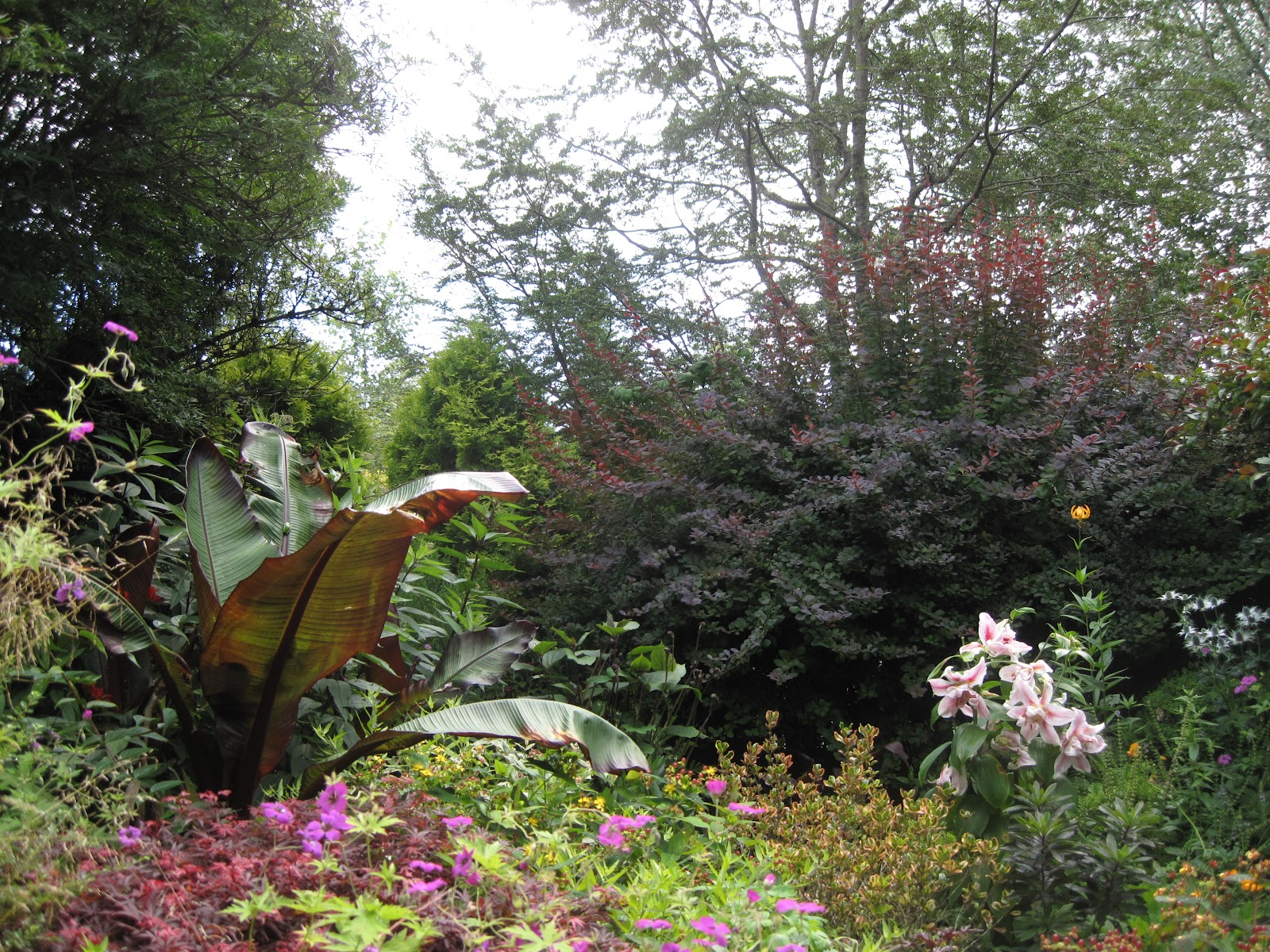 Bonney Lassie: A Visit to Dragonfly Farms Nursery