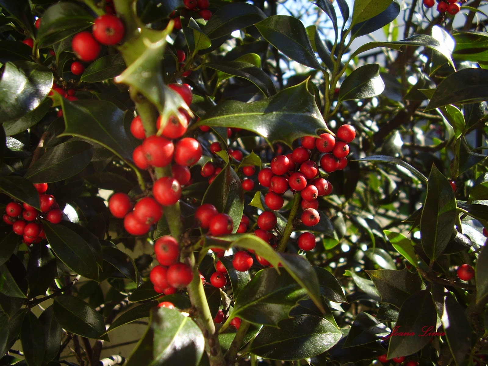 Azevinho (Ilex aquifolium)