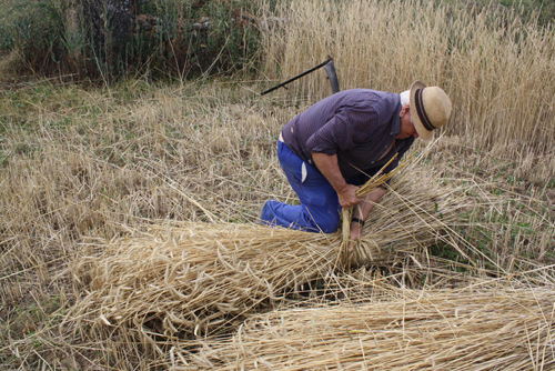 Avantales: La siega (1)