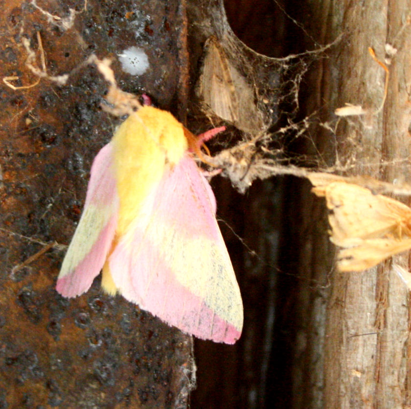 The Öko Box: Pink and Yellow Moth