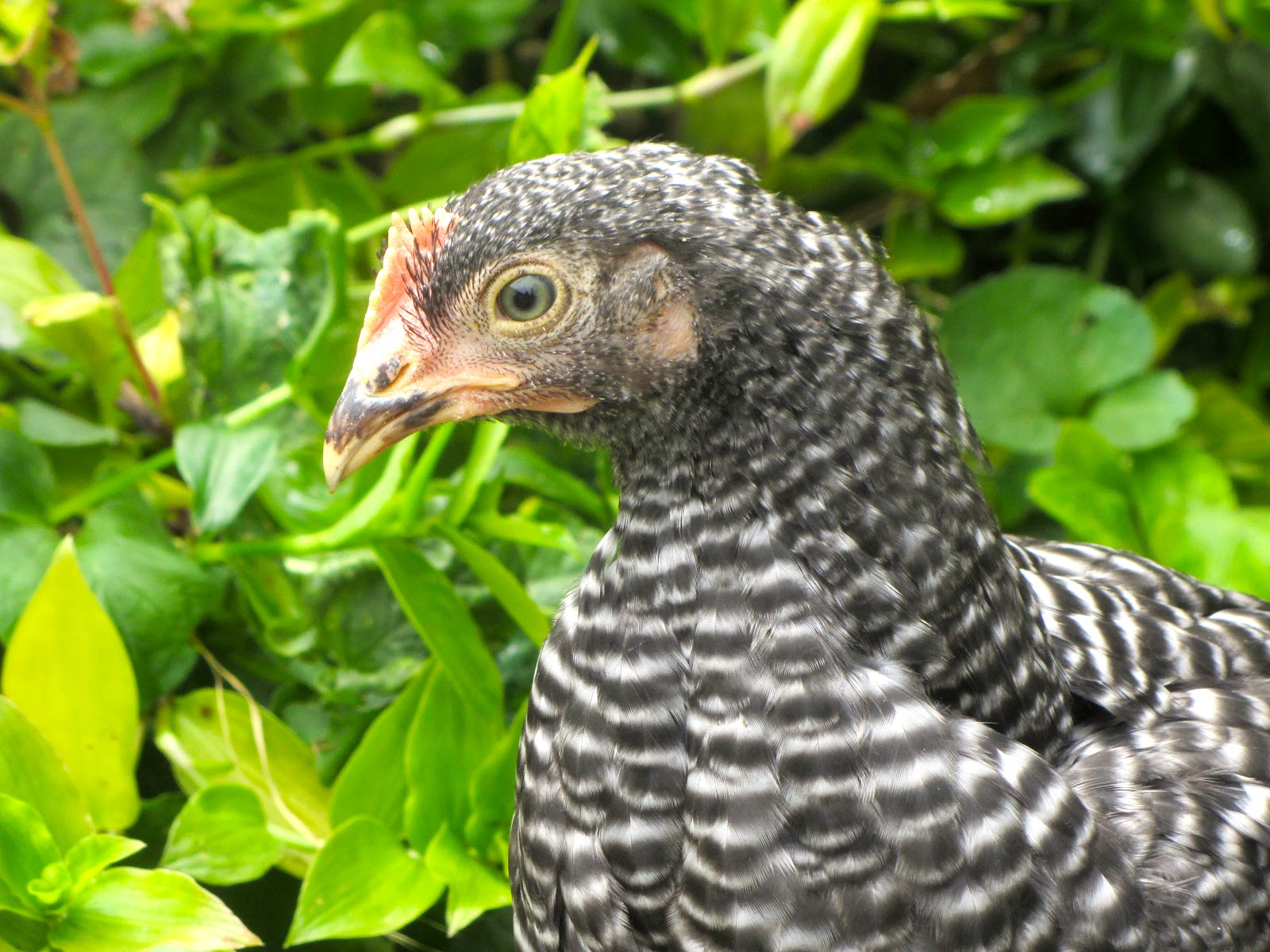 My Happy Hens: Roosters for Sale! (7 weeks old)