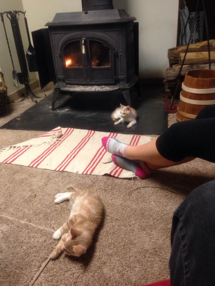 The Owl House: Unthrifty kittens go on holiday to a foster home