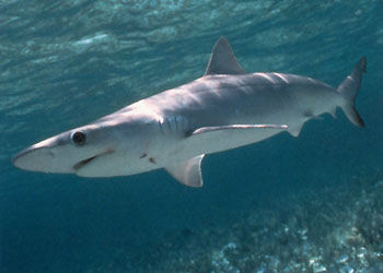 Atlantic Sharpnose Shark
