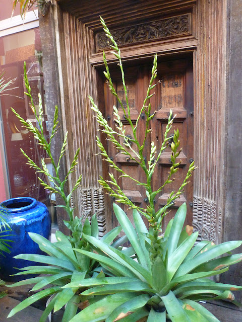 Jardim Tupiniquim: Bromélia Vriesea gigantea