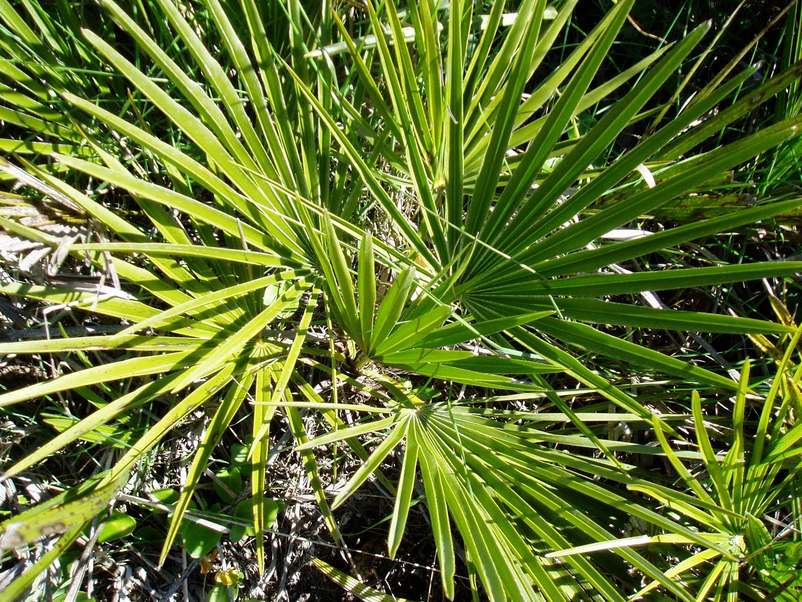 PALMITO: Chamaerops humilis | Plantas rioMoros