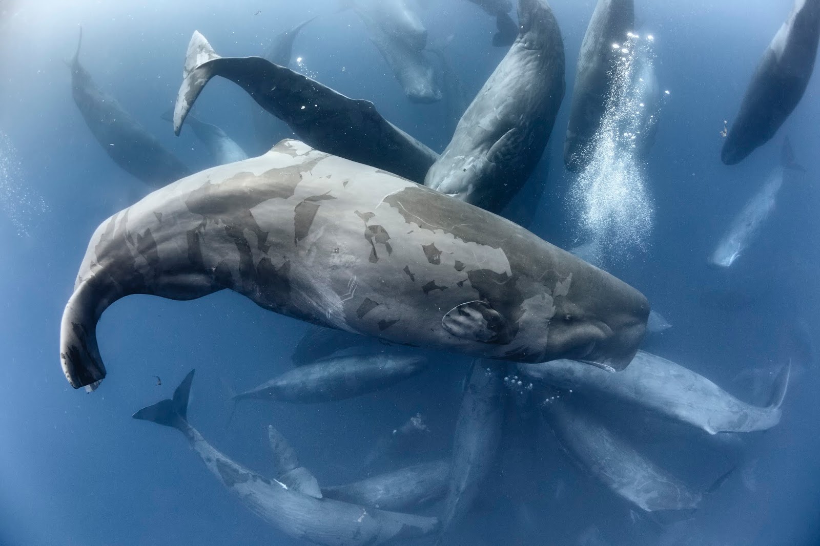 MoinMoje: Unser Blauer Planet II in Hamburg