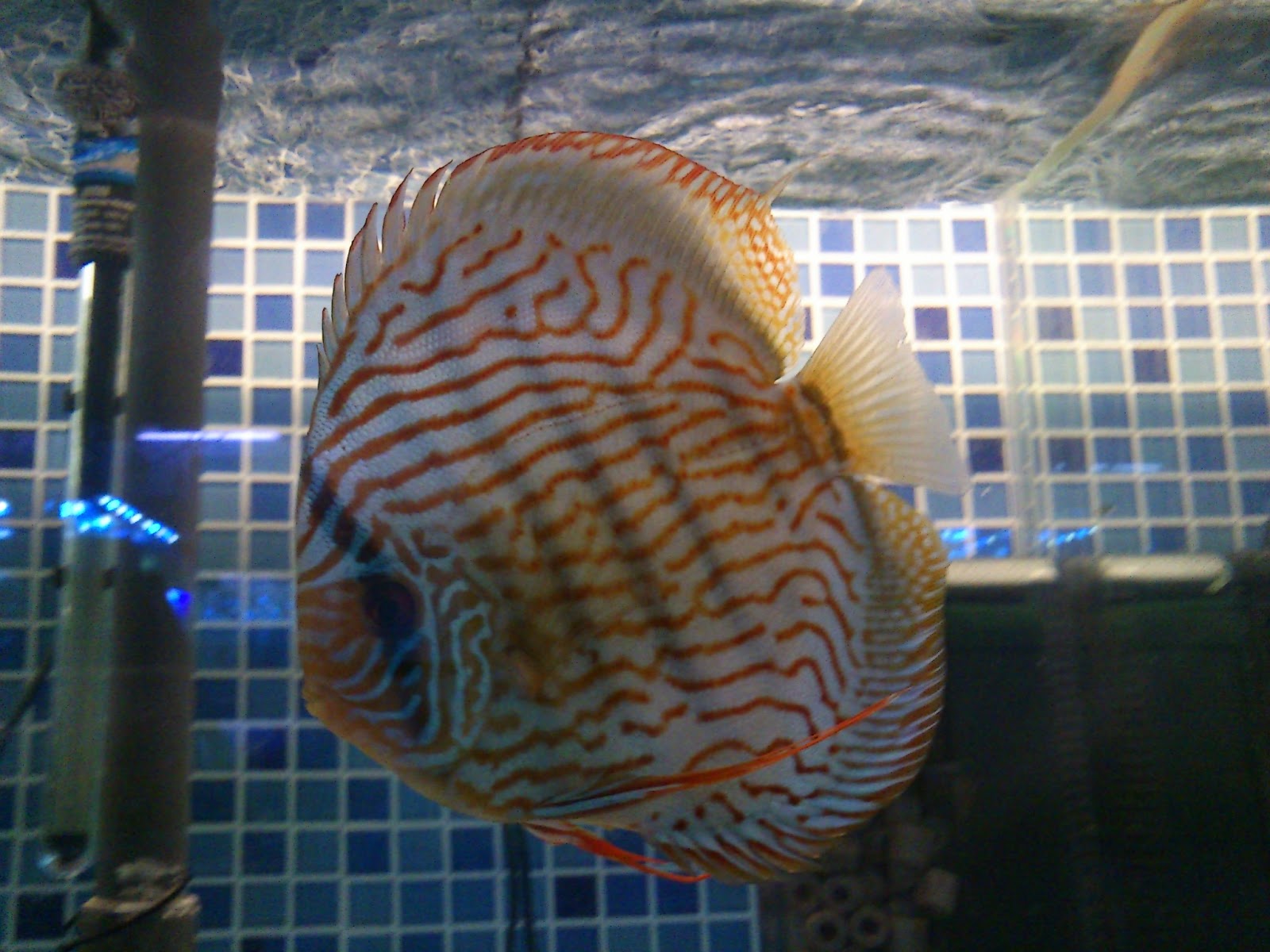 Discus Vigo: 1º Iberian Discus Show peces a concurso Ip Discus España ...