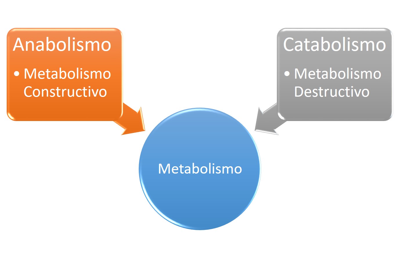 Metabolismo: anabolismo y catabolismo