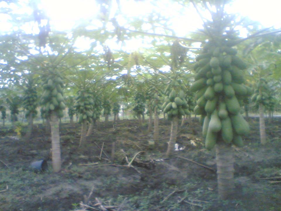 Easy Guide to Papaya Cultivation is Good and Right