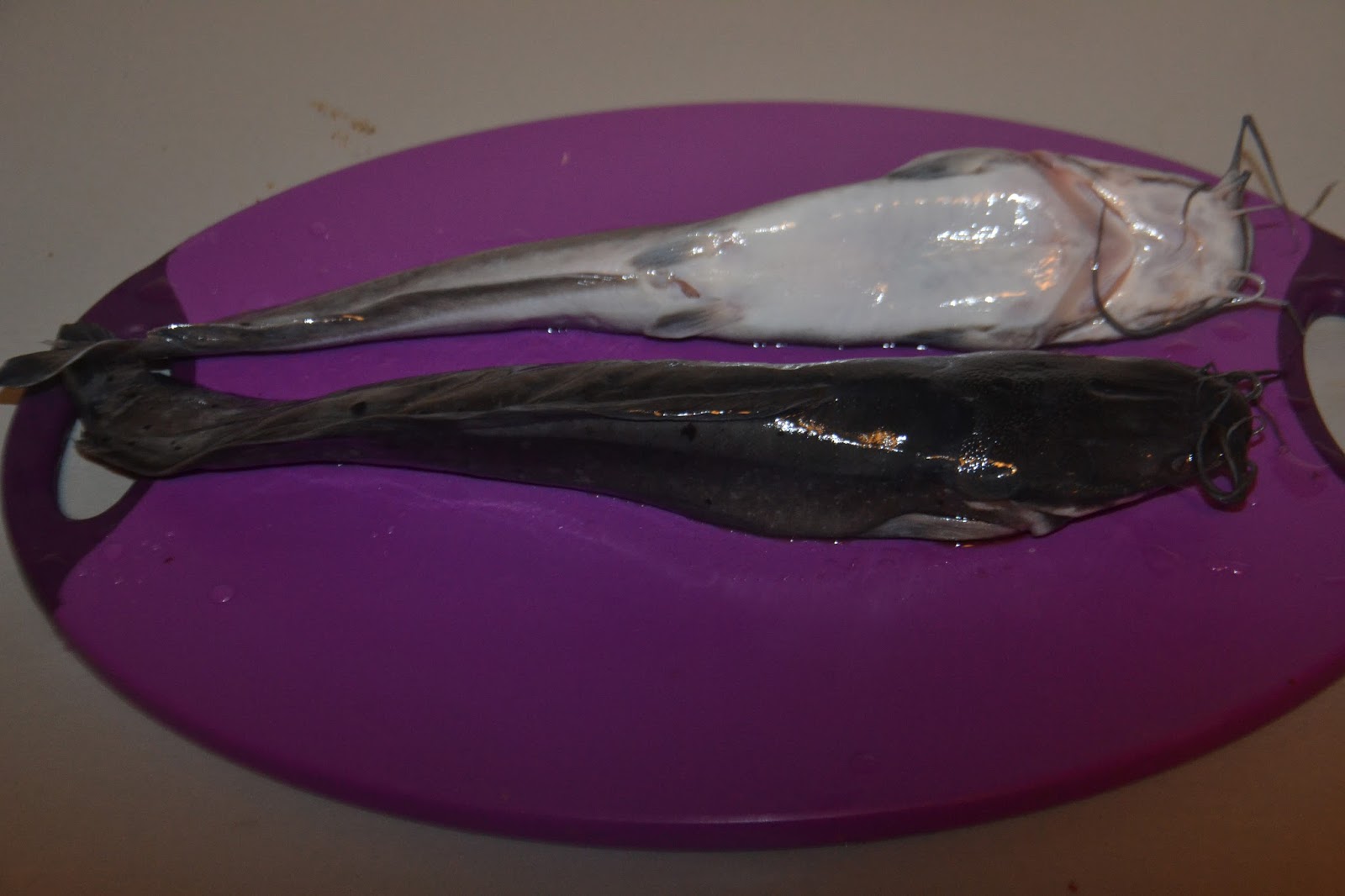 Oppdag Fisk!: Bredhodet Malle/Broadhead Catfish/Clarius Macrocephalus ...