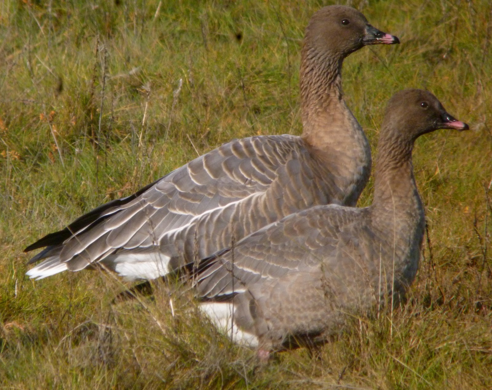Skein Birding and Beyond.......: The ageing process