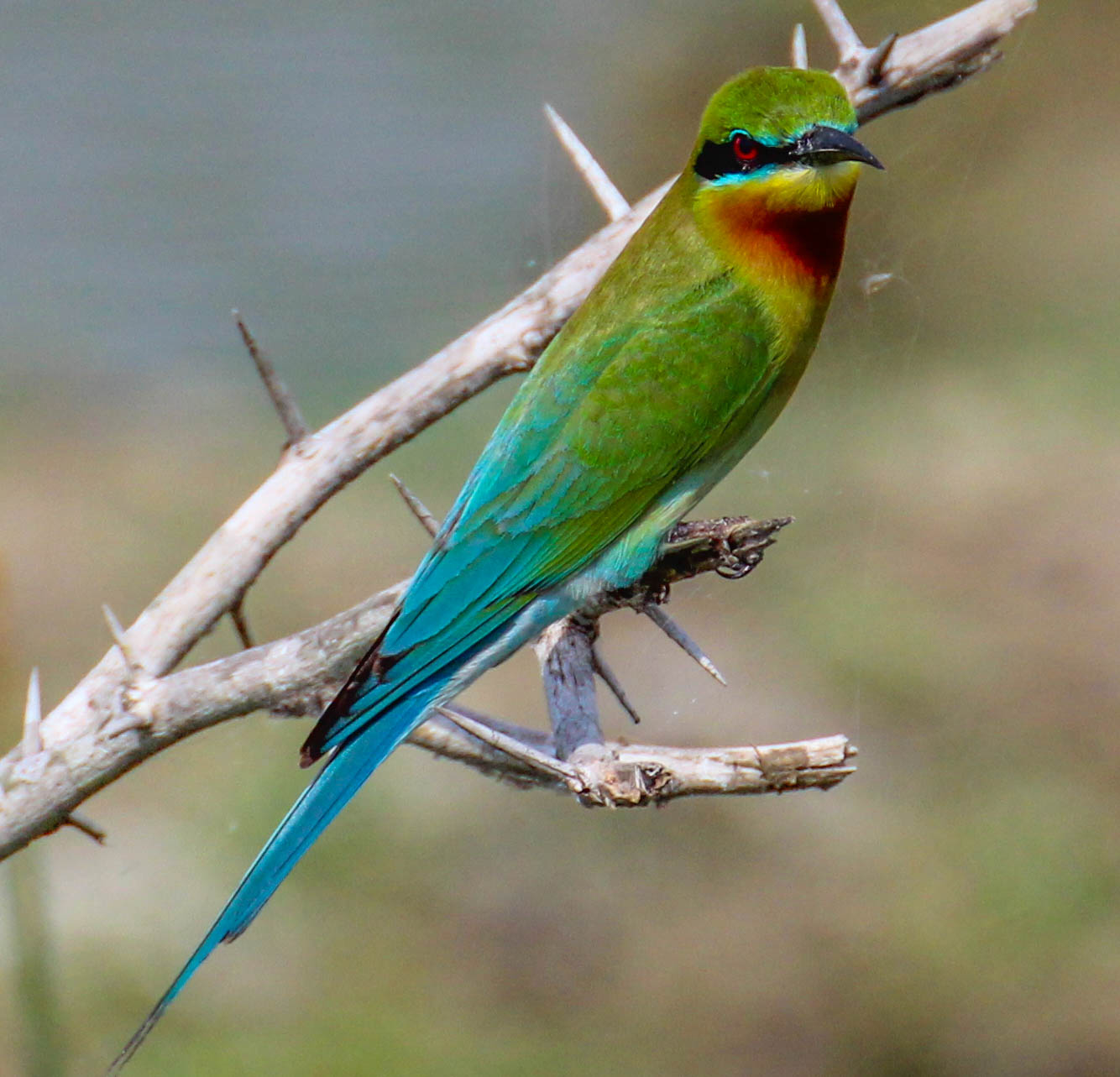 Cannundrums: Blue-Tailed Bee-Eater