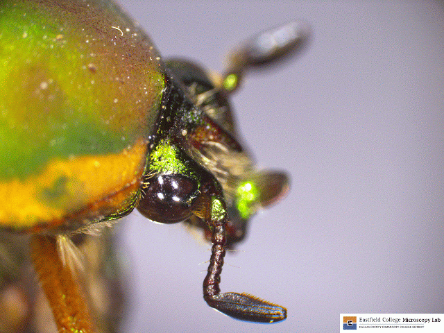 Scanning Electron Microscope Blog: Scarab Beetle - Beautiful, even if ...