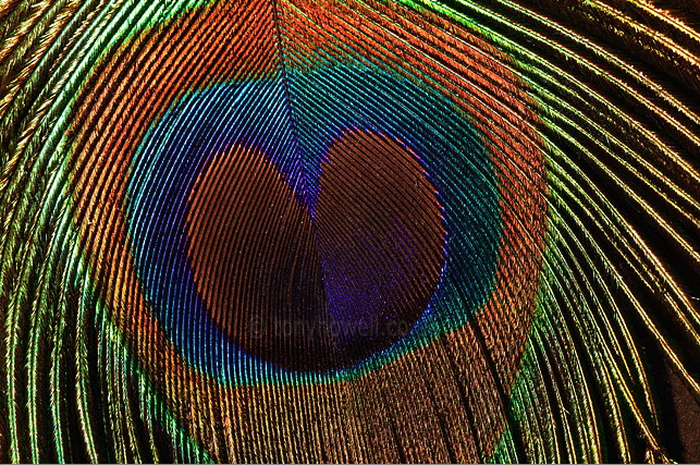 Kate Massey: Tony Howell - abstract photographer and Snibston talk